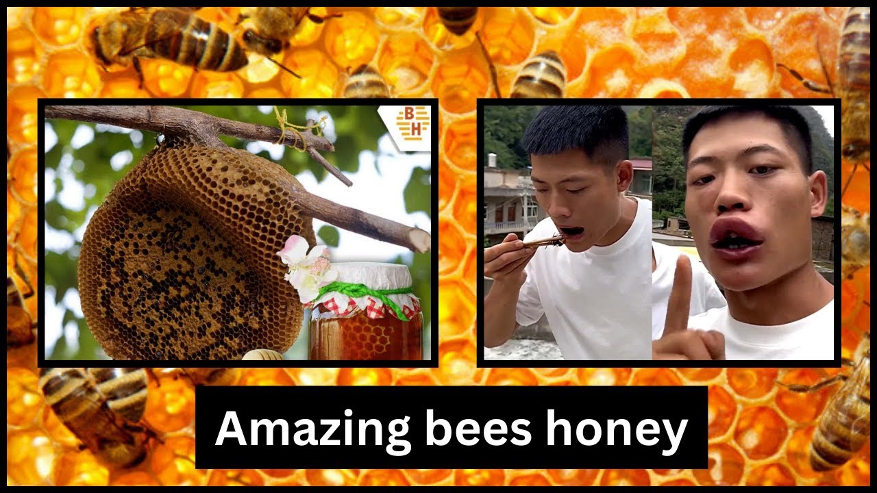 Korean Beekeeping Farm - Bee Honey - YouTube