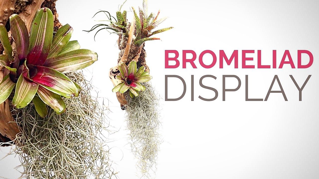 Make a hanging Bromeliad display - YouTube