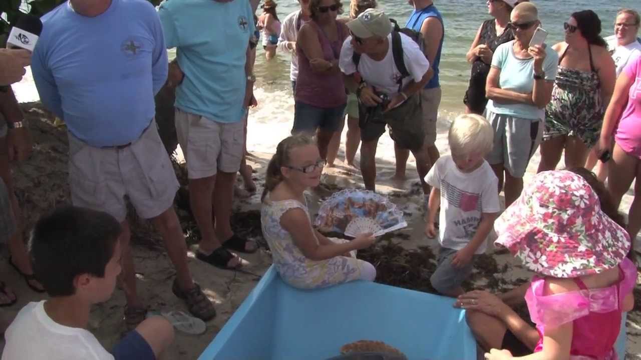 Turtle Release at Sombrero Beach, August 29, 2015 as seen on TV 88 ...