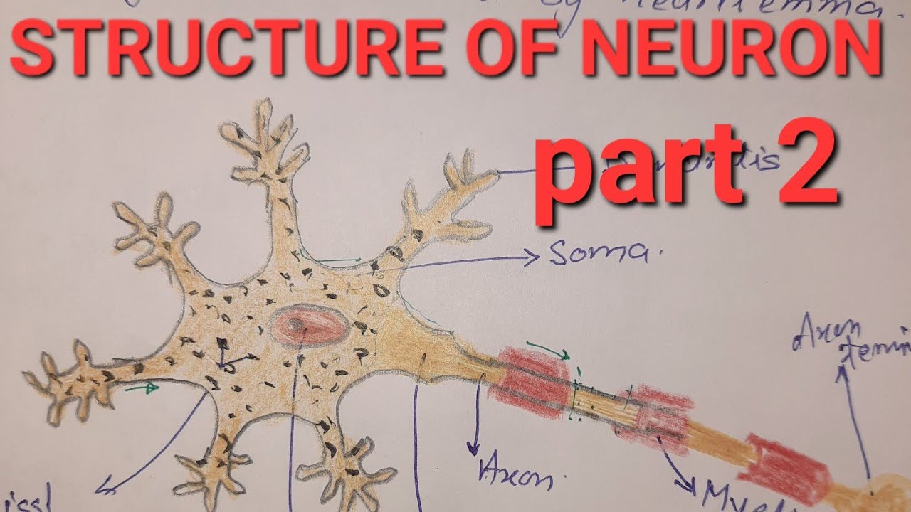 Neuron | part 2| structure of Neuron |Nerve| axis cylinder ...