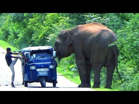 elephant 🐘 attacks tuk tuk &5 #attack #wildlife #wildelephants # ...