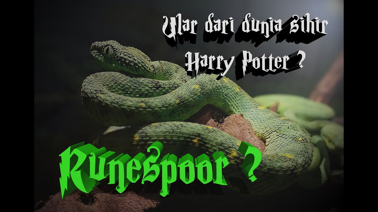 RUNESPOOR ? Ular di Harry Potter Fantastic Beast ? || West African Bush ...