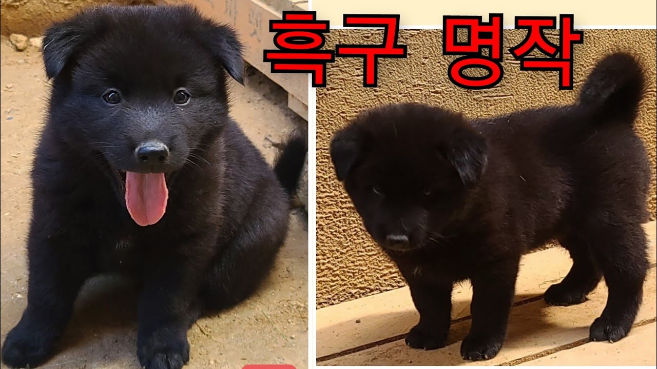 흑구 명작이 사진전 Korea black Jindo dog - YouTube