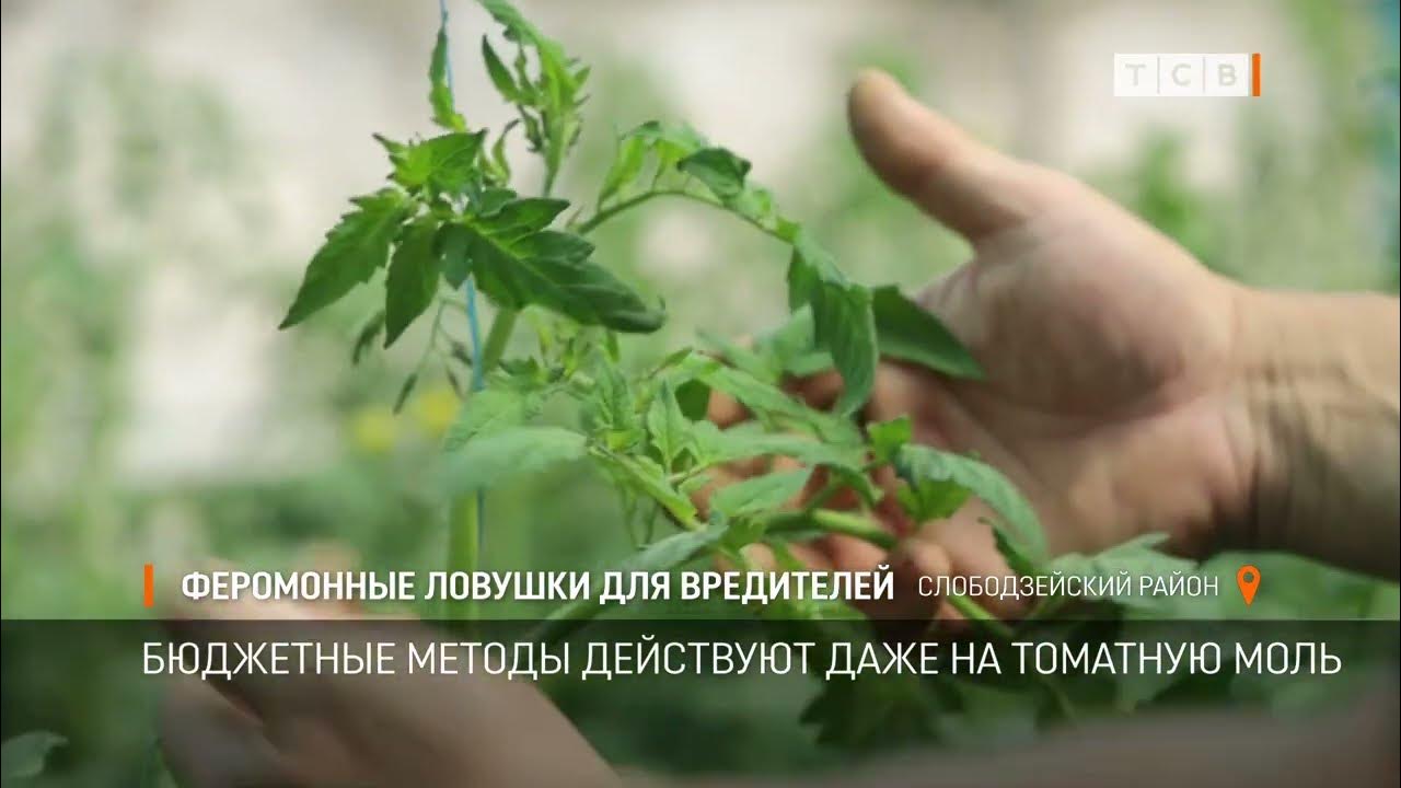 Феромонные ловушки для вредителей - YouTube