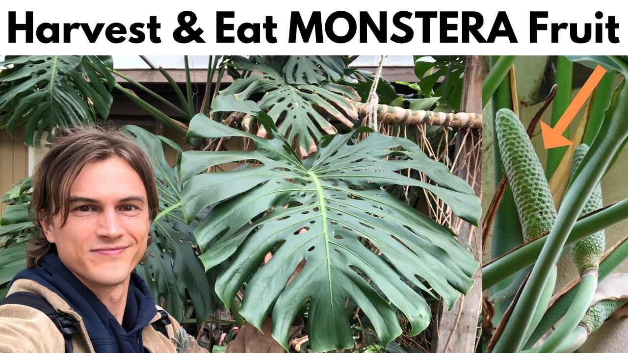 Monstera deliciosa Plant Fruit - How to Harvest the Fruit, Ripen It and ...