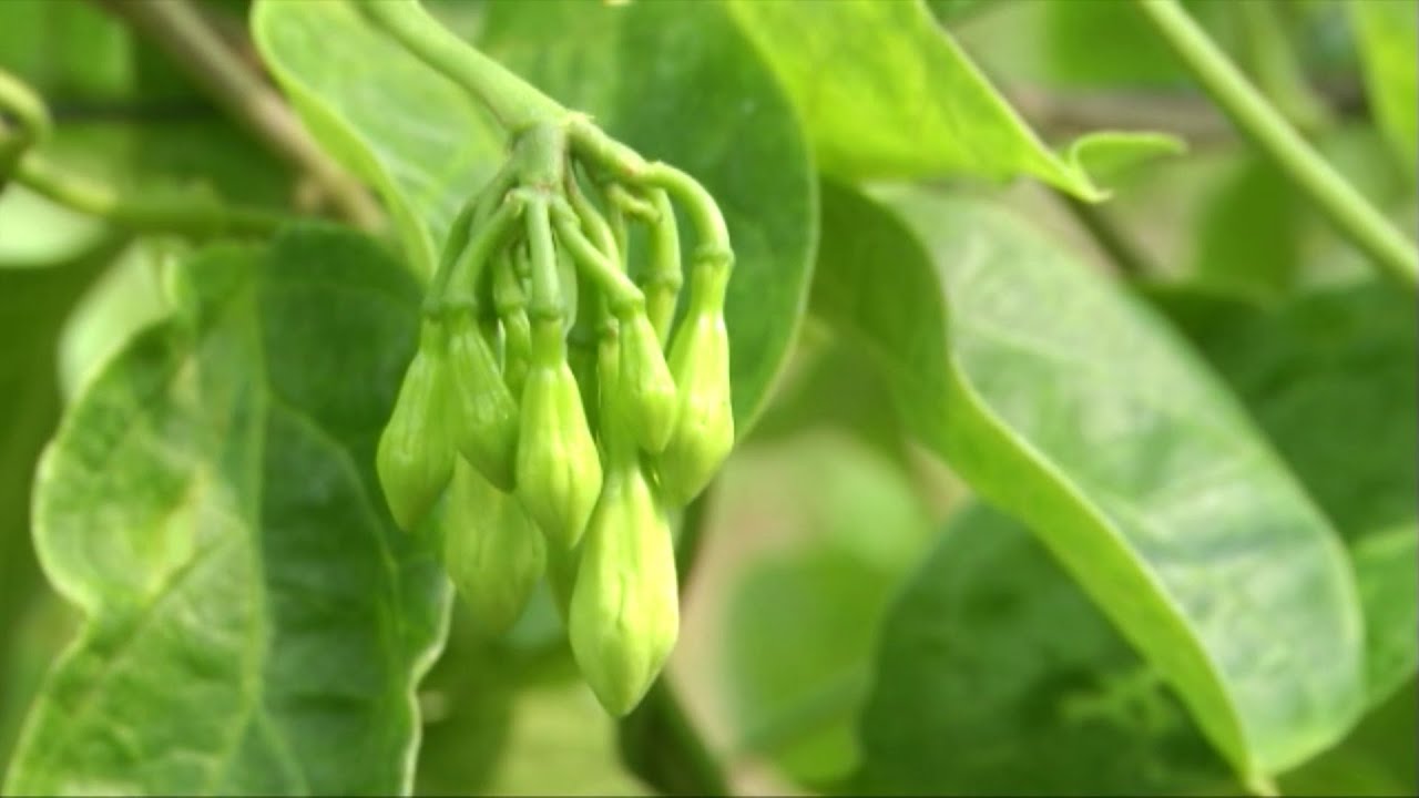 Hechos del Agro - Cosecha de loroco y diversificación de cultivos - YouTube