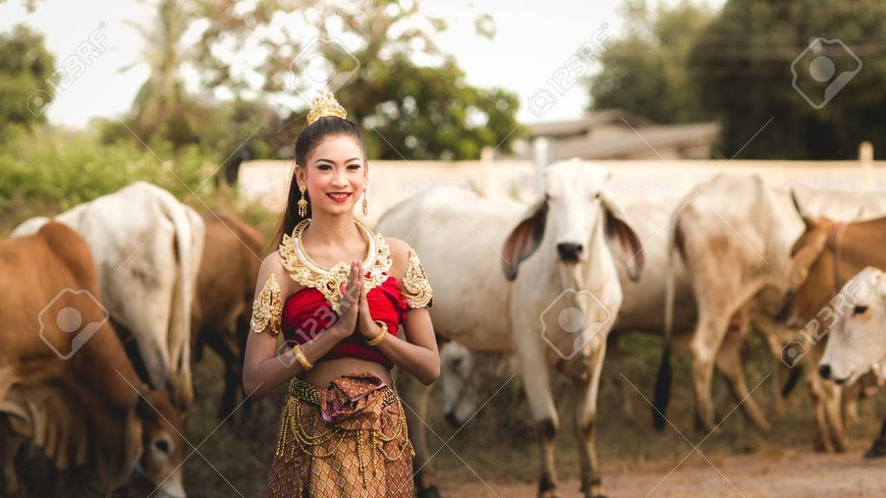 Discover the Beauty of Desi Cow's Milk Drinking Ritual: Captivating Cow ...