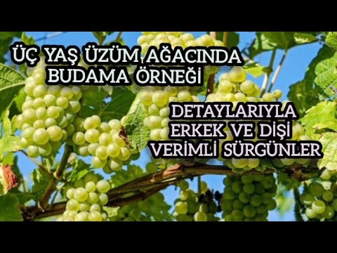 Üç yaş üzüm asma budama, verim artışı, dişi ve erkek sürgün, bağlarda aşı zamanı, vine pruning