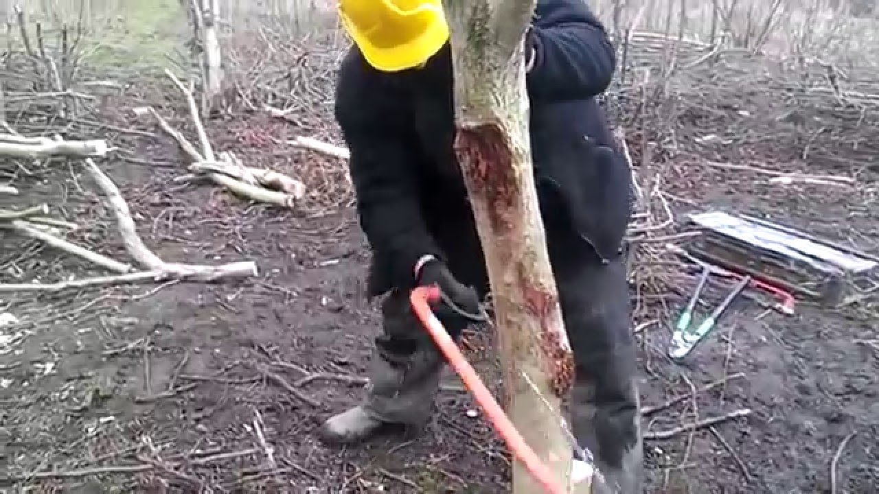 Cutting down a tree - Sustainable Forestry (Coppicing) - YouTube