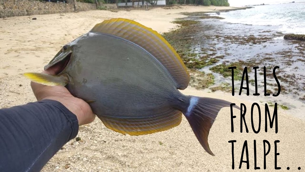 SURF FISHING ... Snapper, Trevally, Parrot fish !!! [ Sri Lanka Fishing ...