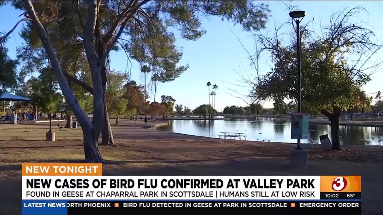 New cases of bird flu detected in geese at park in Scottsdale - YouTube