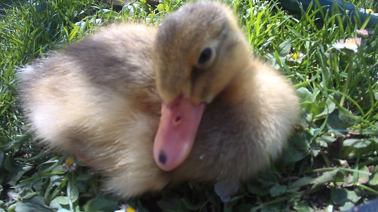 The two months transformation of my duck. - YouTube