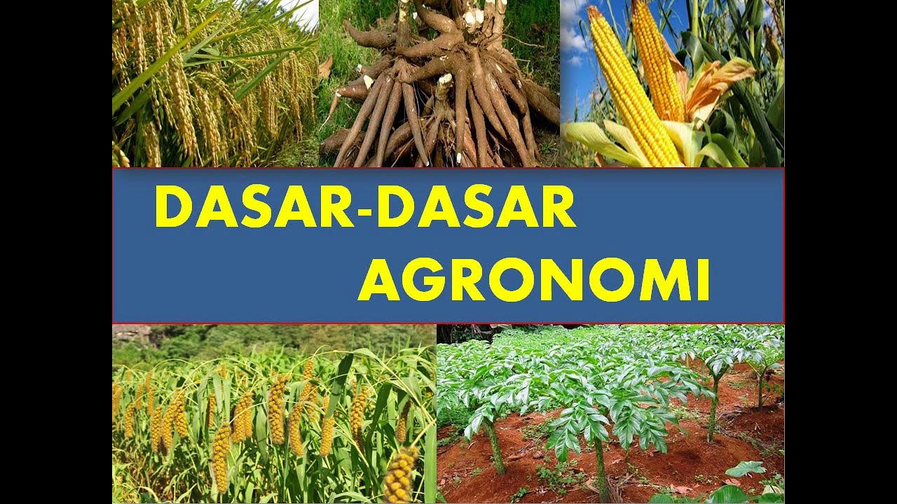 Pengertian Agronomi - YouTube