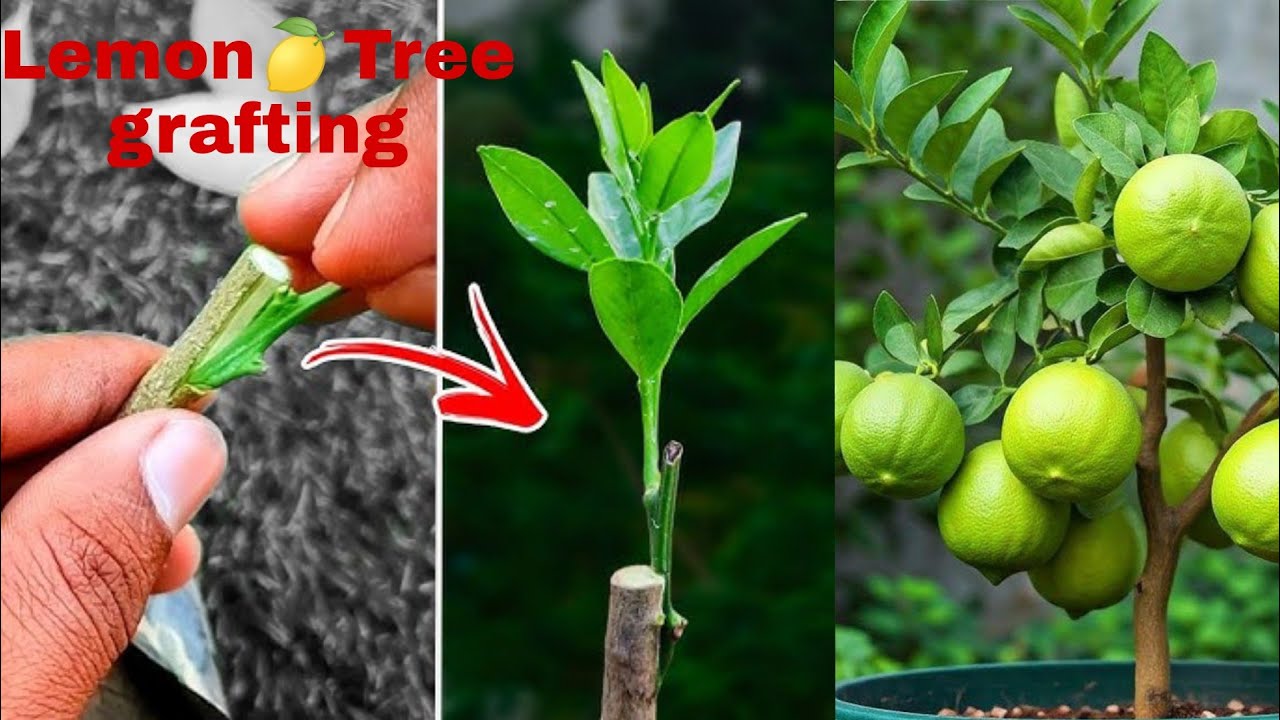 How to graft LEMON🍋TREE at home 100 % working method. - YouTube