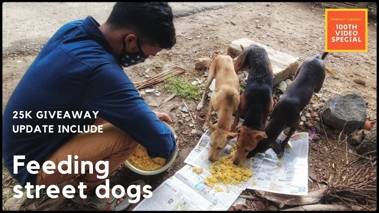 Feeding Street Dogs 🐕|Our 100th Video Special😍🥳 - YouTube