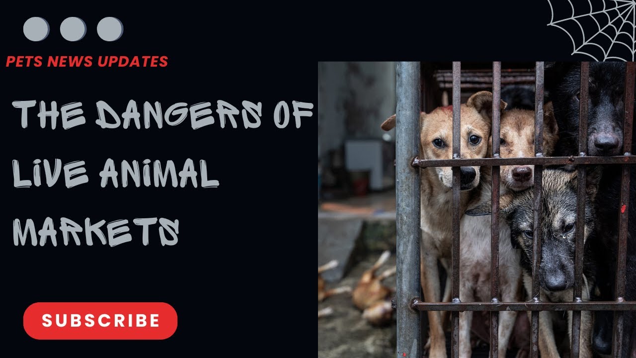 The Dangers of Live Animal Markets 2 - YouTube