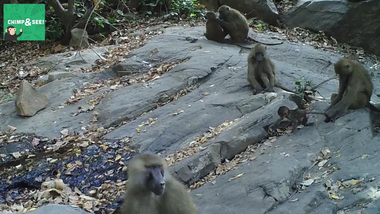 Ways to Use a Baboon Tail - YouTube