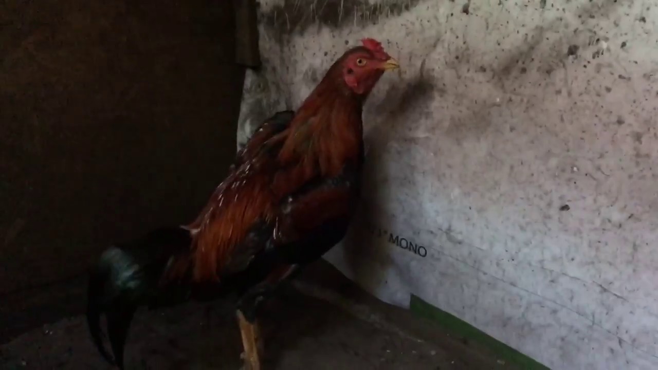 Qaib Thaib Liab - 8/10/2017 - YouTube