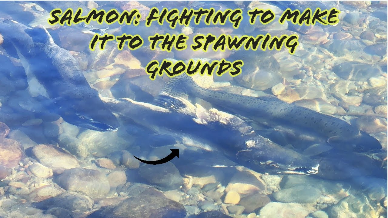 Thousands of Salmon Spawning, Swimming, Dying and completing their ...