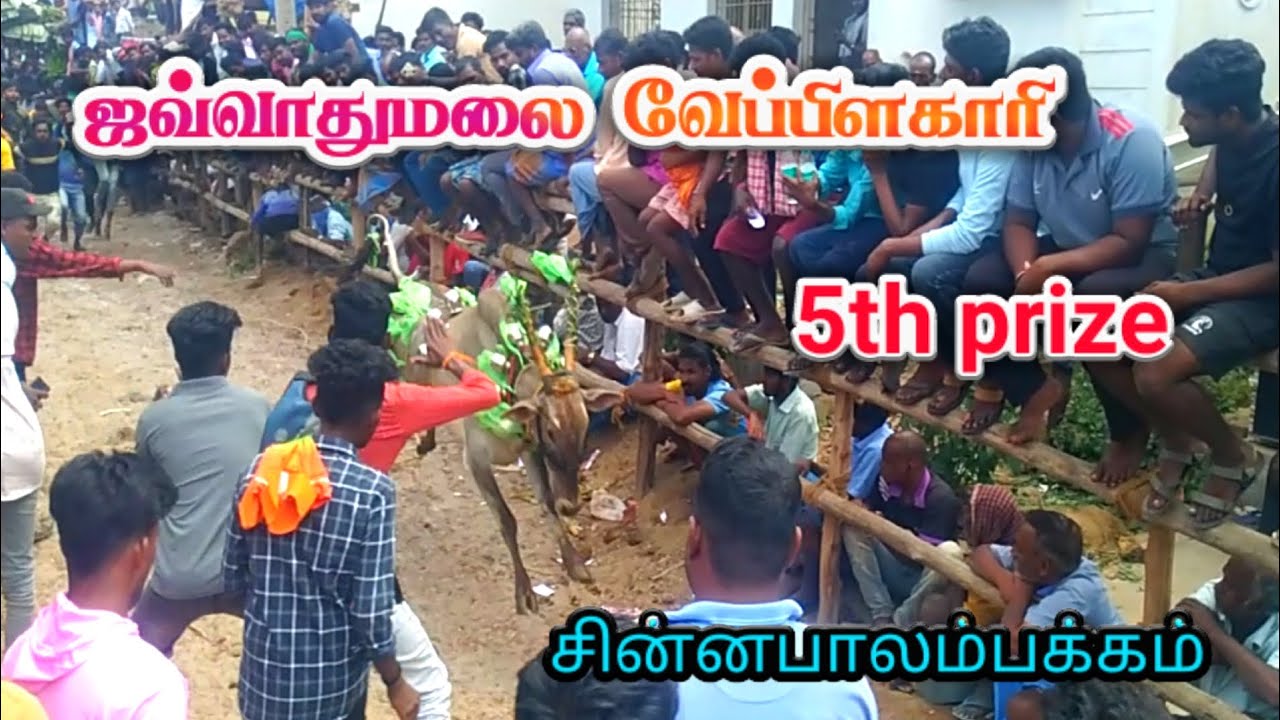 ஜவ்வாதுமலை வேப்பிளகாரி 5th prize 🏆9.50+9.60=19.10 சின்னபாலம்பக்கம் வீதி ...