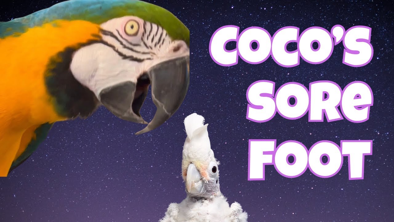 Parrot Jealousy Results in a Sore Foot for Coco; Drama Last Night 🎭 ...