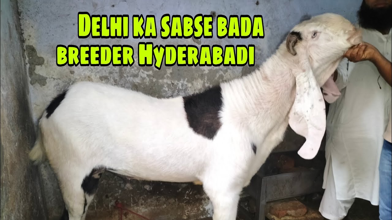 Aise breed line ka Bakra Delhi me Kahin Nahin only RAJU GOAT FARM ...