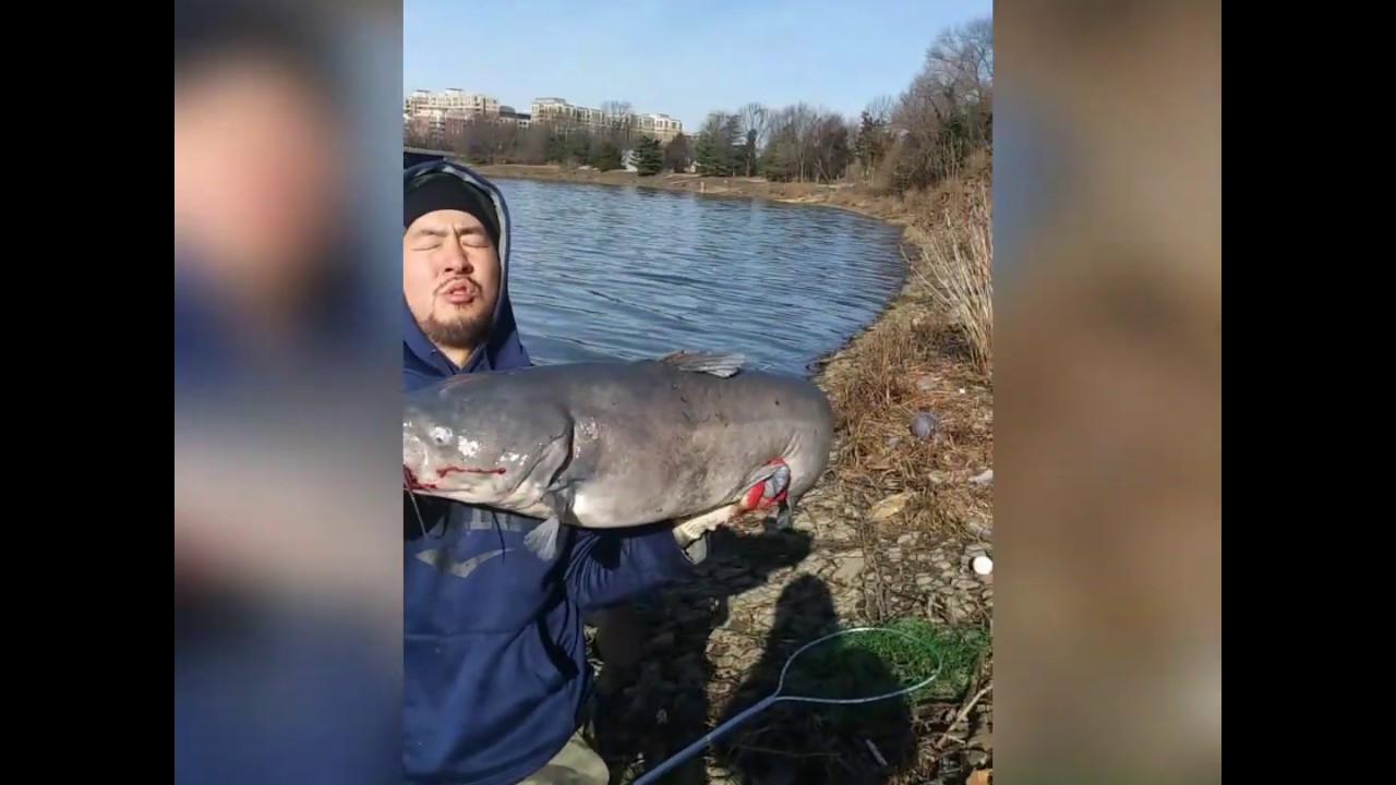 EPIC MONSTER BLUE CATFISH Potomac river fishing Maryland - YouTube