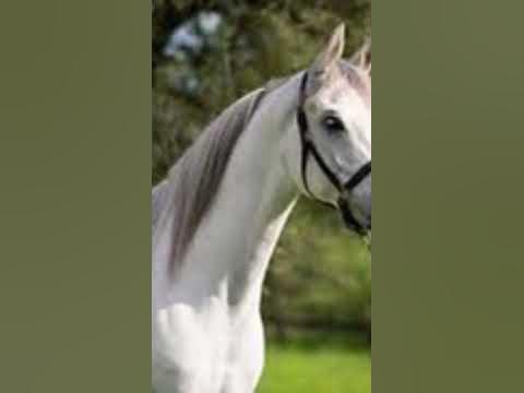 Arabian horses - YouTube