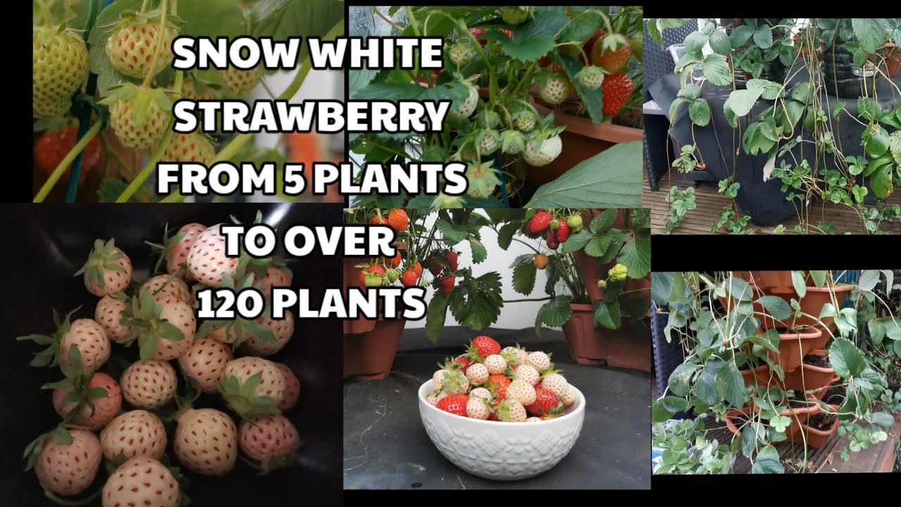 Snow White Strawberry Updates - from 5 to over 120 plants in 2 years ...