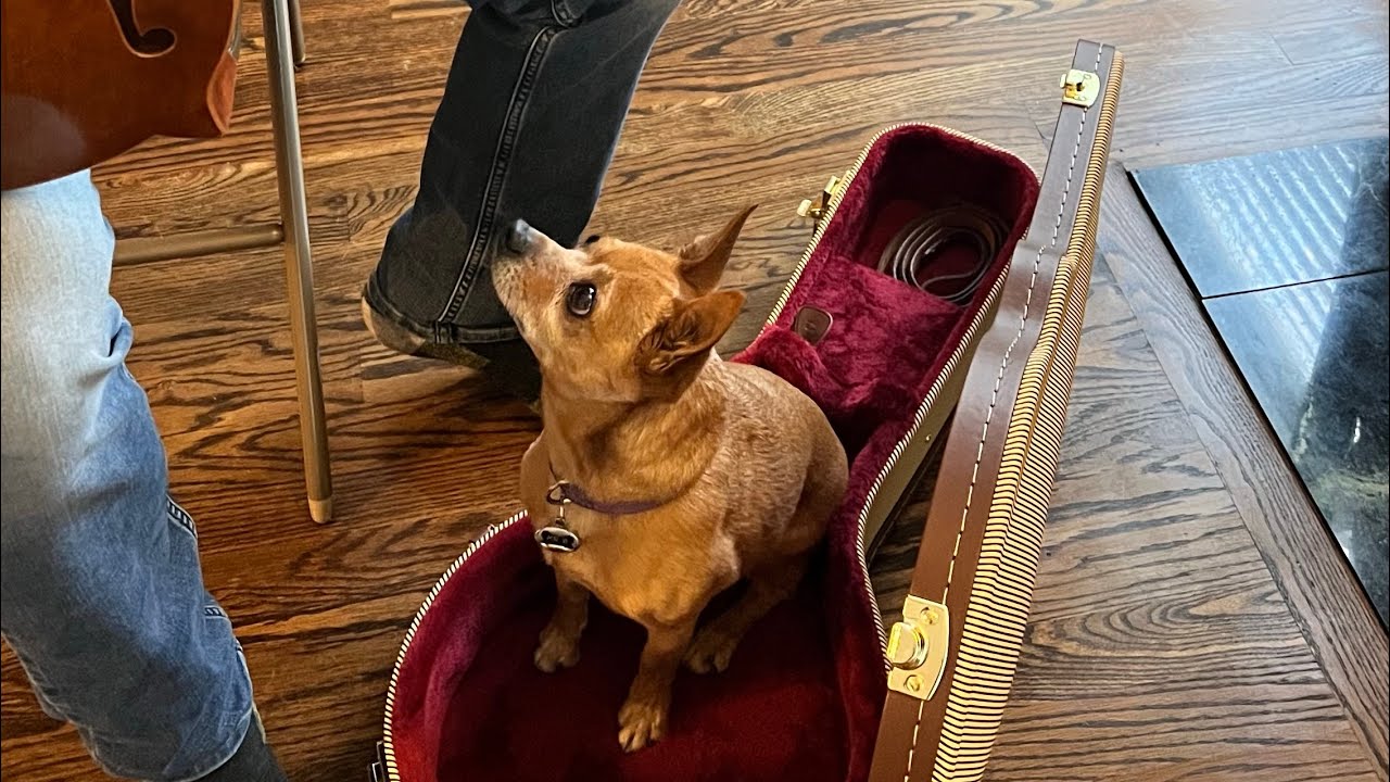 Golden Ticket for Treats - Mandolin Duo - Miss Moonshine & David (&Mr B ...