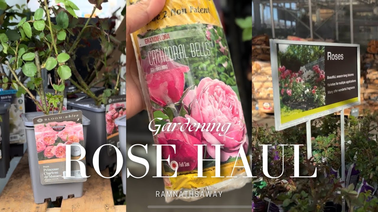 🌹🛍️ Ultimate Rose Haul: Stunning Varieties for a Bloomin’ Beautiful ...