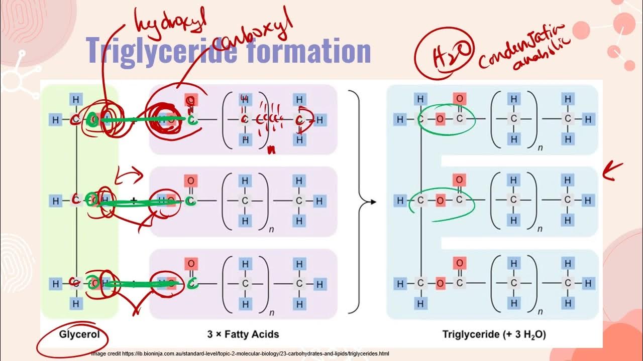 IB Biology HL B1.1 Lipids lecture - YouTube