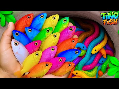 I get colorful ornamental fish in tiny pond, goldfish, baby turtle, platy fish, glass fish, eel, koi
