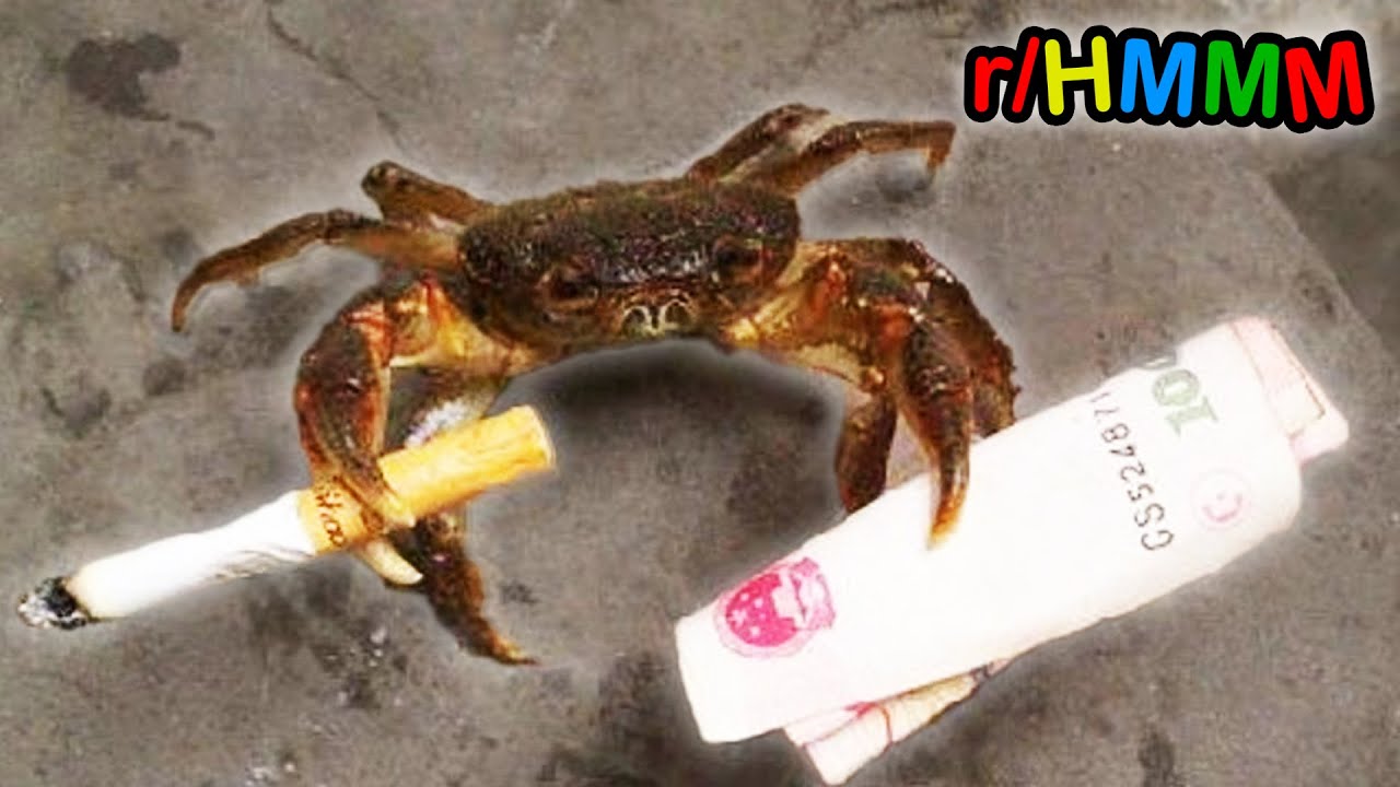 r/Hmmm · ciggy crab - YouTube