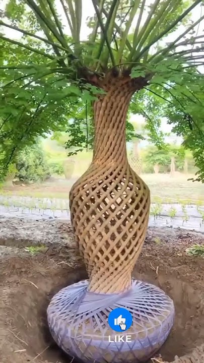 Taiwan Unique Shap Trees 🌲🌳🌴 - YouTube