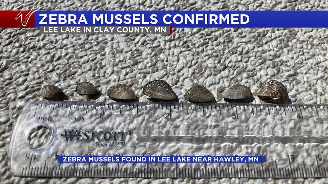 Zebra Mussel Problems