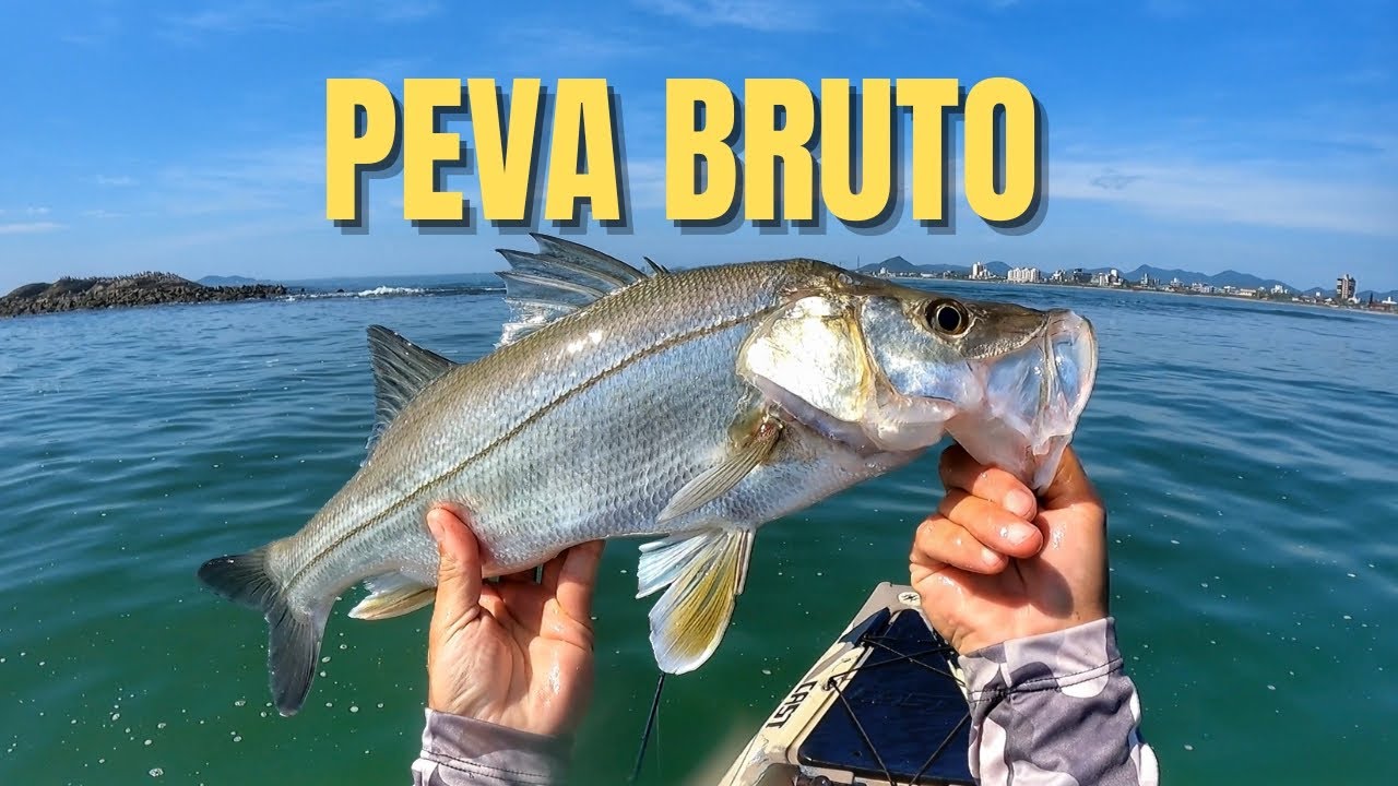ROBALO DESSE TAMANHO NÃO SE VE TODO DIA - Pescaria de Caiaque no Mar ...