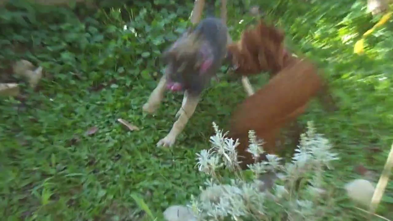 Death by Poodle - YouTube