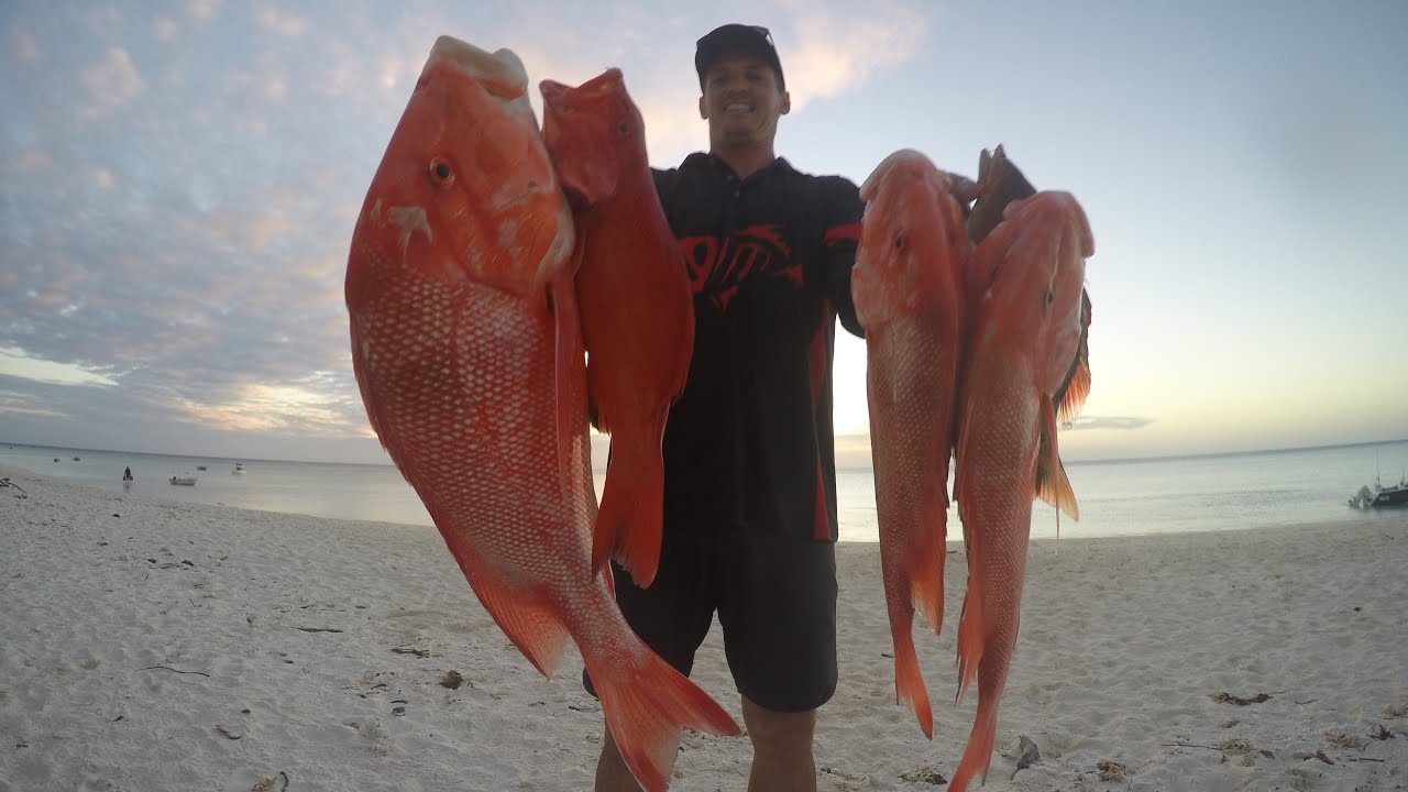 North West Island 2021 (spearfishing for food) (SHARK FRENZY) (left ...