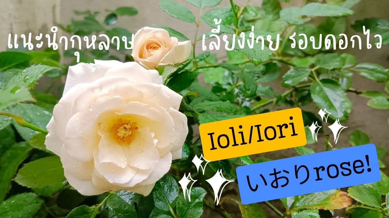 แนะนำกุหลาบ อิโอลิ /ไอโอริ Ioli / Iori いおりrose เลี้ยงง่ายรอบดอกไว - YouTube