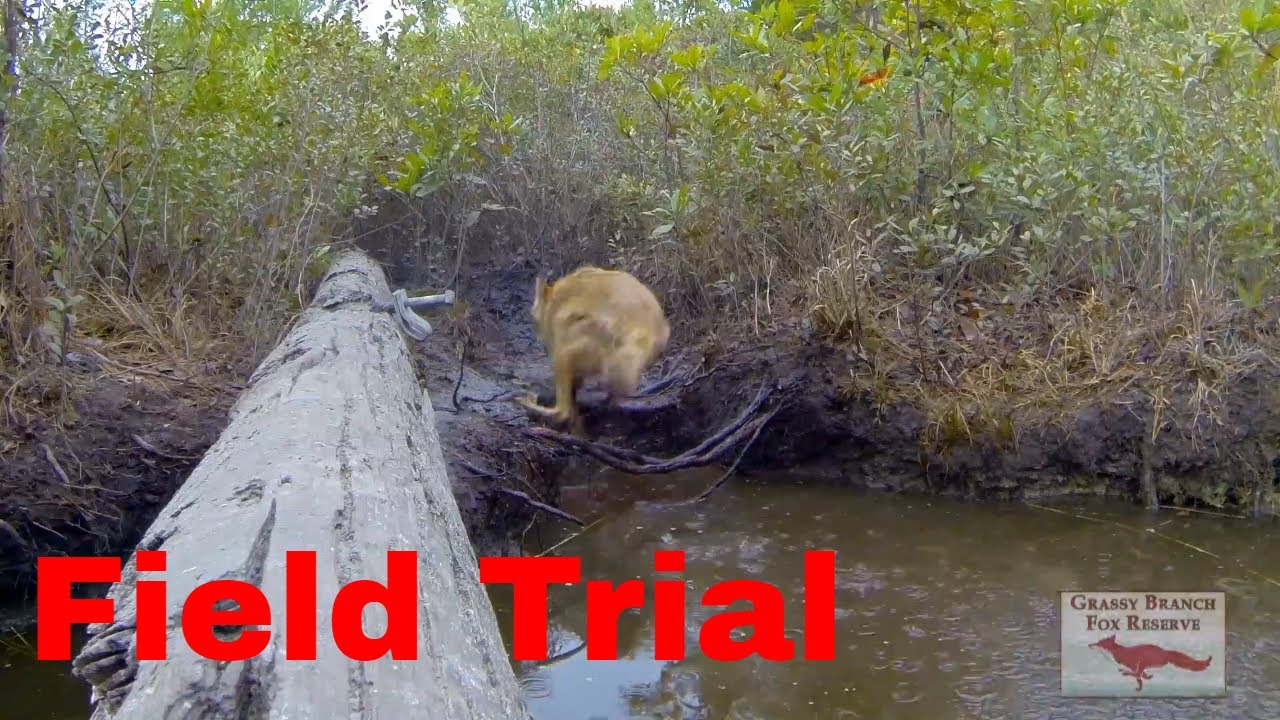 Action packed Fox Hunt 3/25/2017 Drone video - YouTube