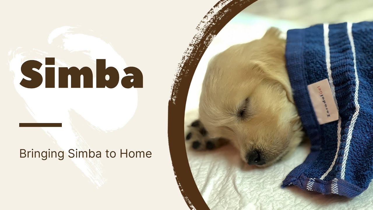 Introducing Simba - YouTube