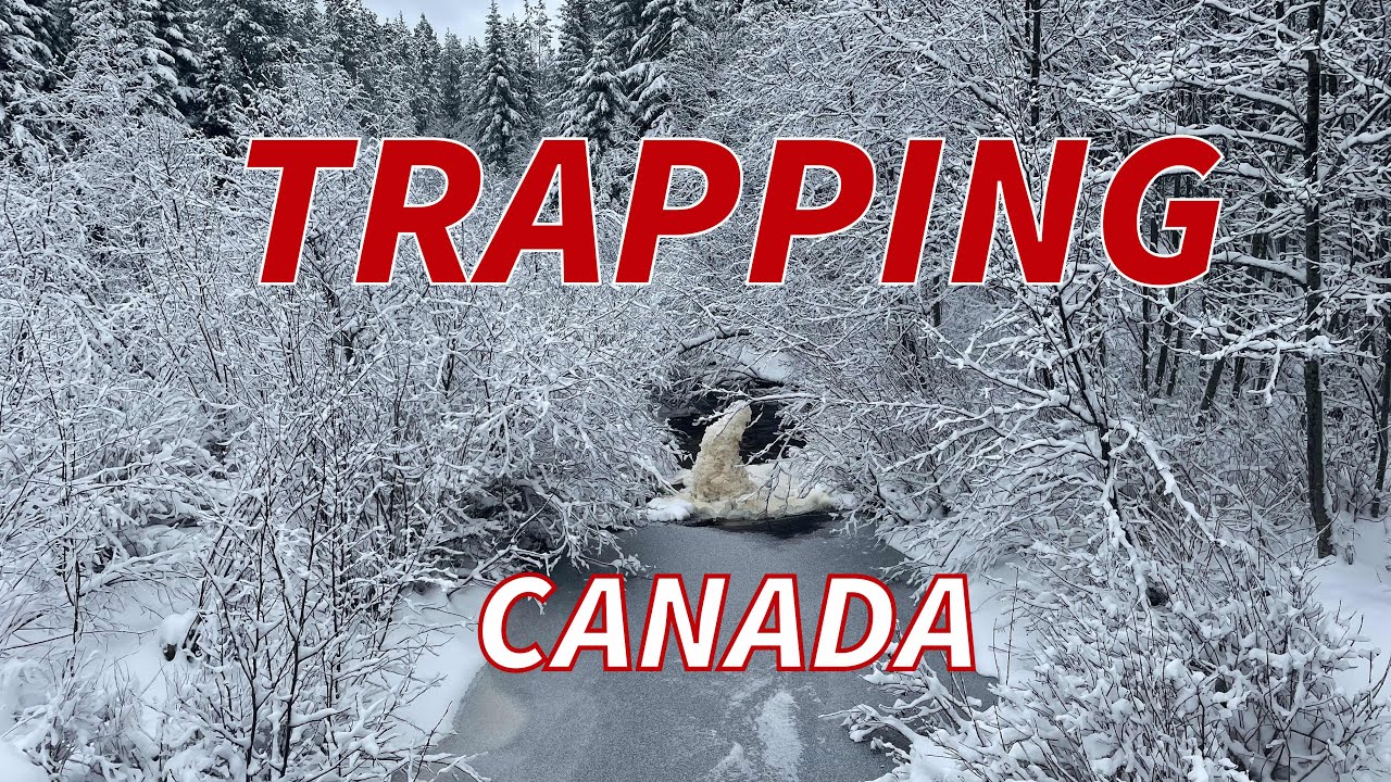 Chasing Lynx, Trapping Marten and Mink and Teaching Kids The Value Of ...