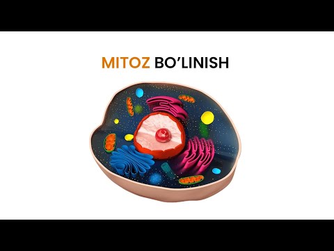 Mitoz va meyoz bo'linish - Ustoz Doniyorbek Omonboyev - YouTube