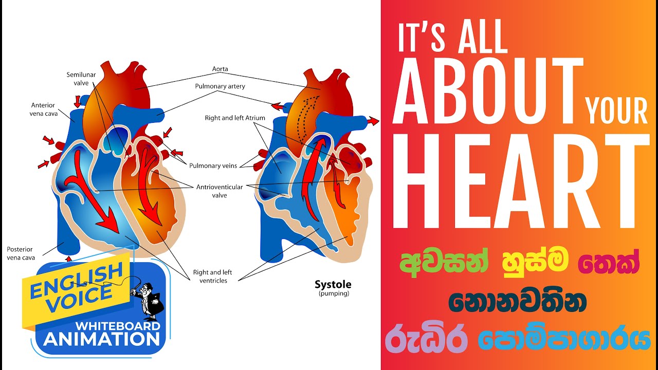 Interesting facts about human heart|why heart is important to human ...