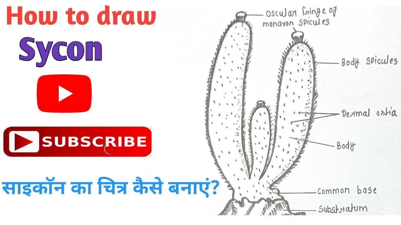 How to draw Sycon or Scypha Diagram || साइकाॅन का चित्र || Phylum ...