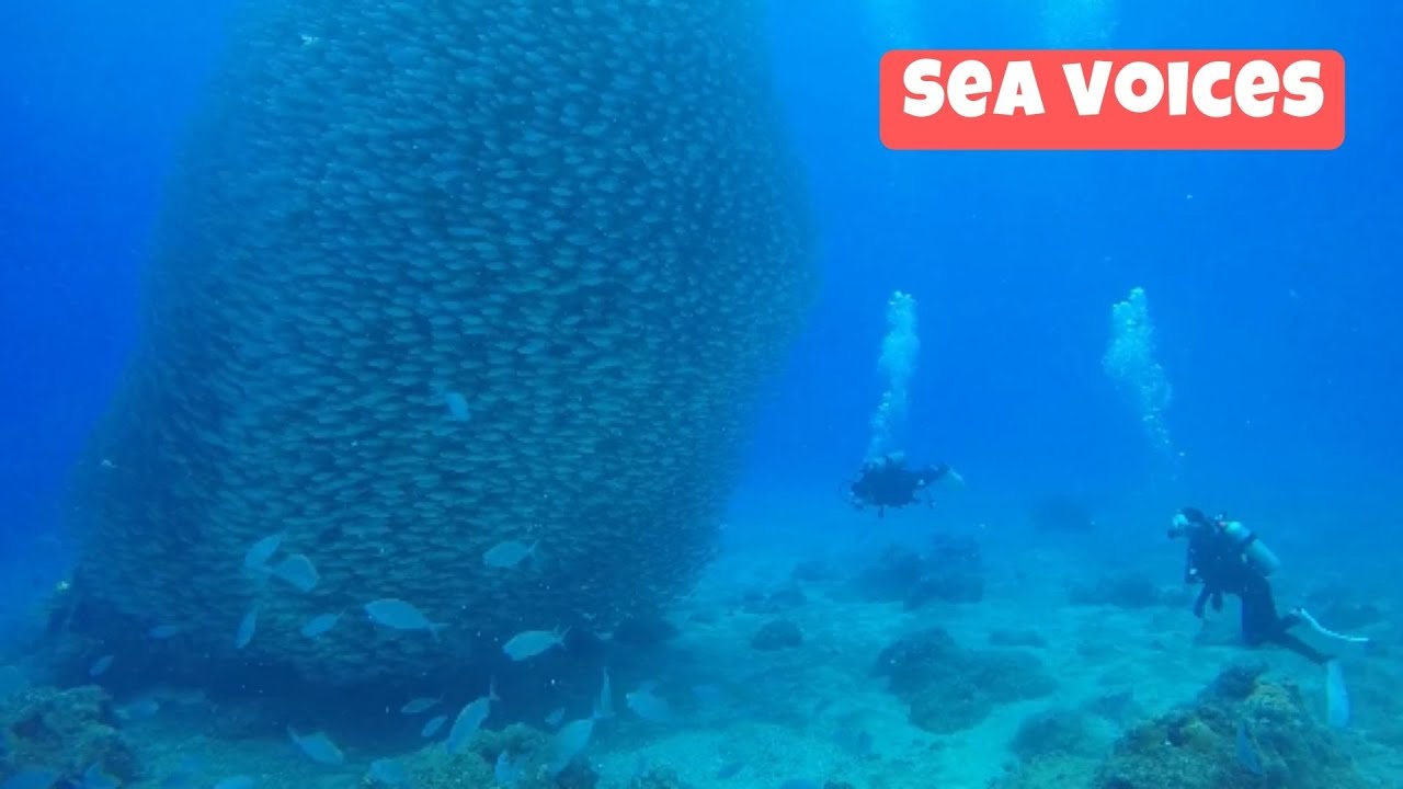 Sea voices - sounds of whales, killer whales, turtles, crabs and fish ...