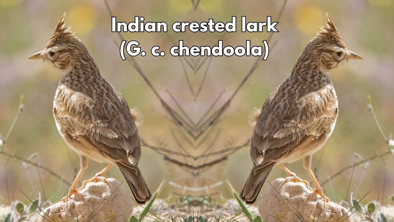 Indian Crested Lark – The Melodious Songbird of Open Fields! - YouTube