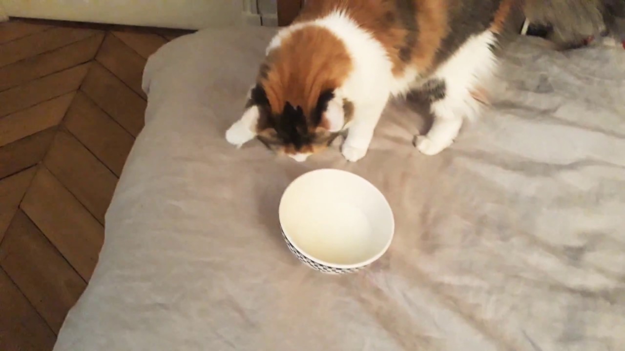 You Need Some Milk YouTube you-need-some-milk-youtube