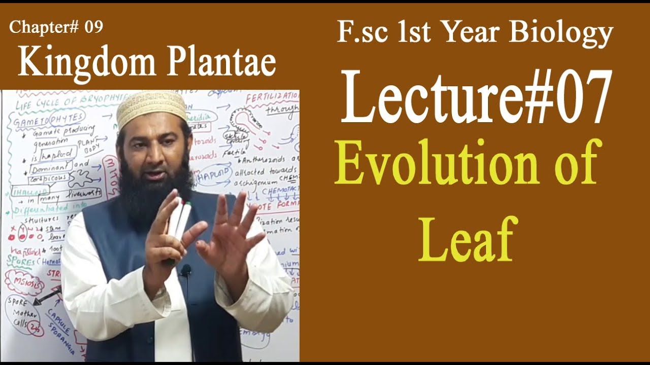 Biology Ch#09-Lecture#07 Evolution of Leaf(F.Sc 1st Year) - YouTube
